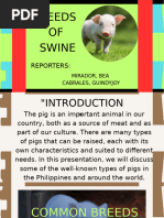 Classifying Swine Breeds for Production | PDF | Pig | Livestock