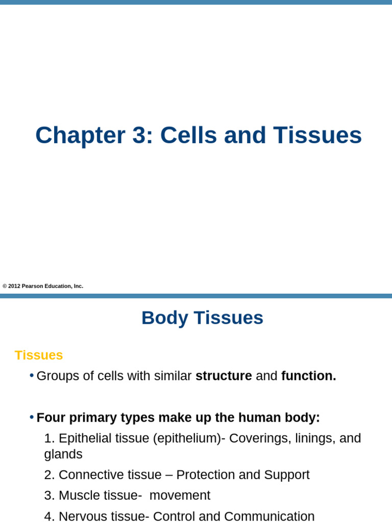 Common PPT - CHAPTER 3 (Cells and Tissues) Fall 2024 | PDF | Epithelium ...