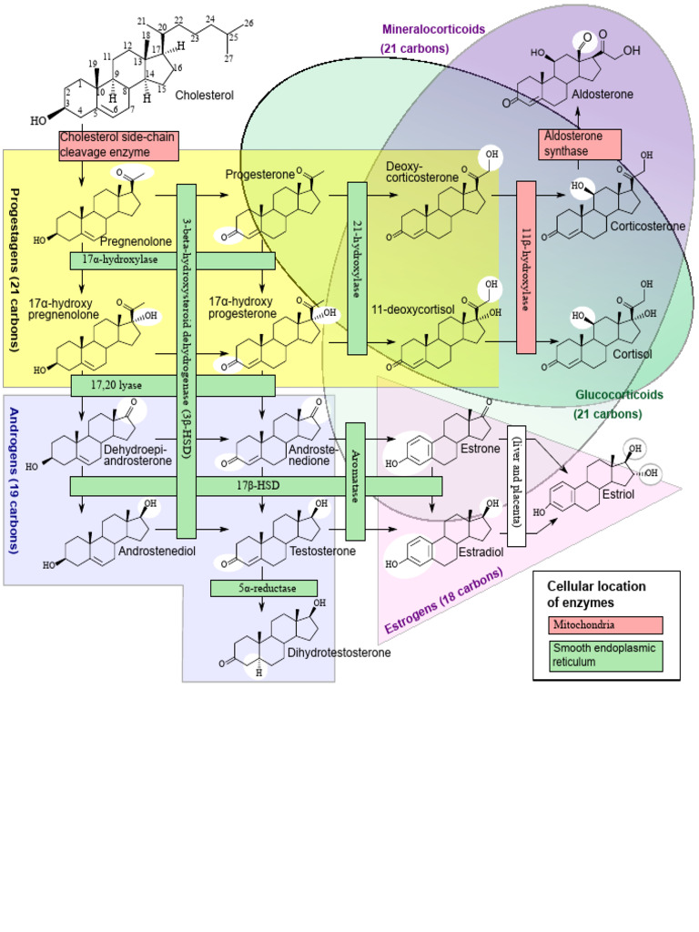 Hormone Synthesis Pathways and Enzymes | PDF | Endocrine System ...