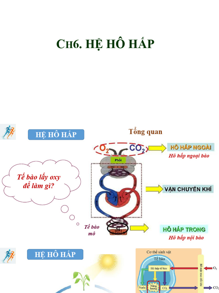 Ch6. He ho hap-2025 | PDF