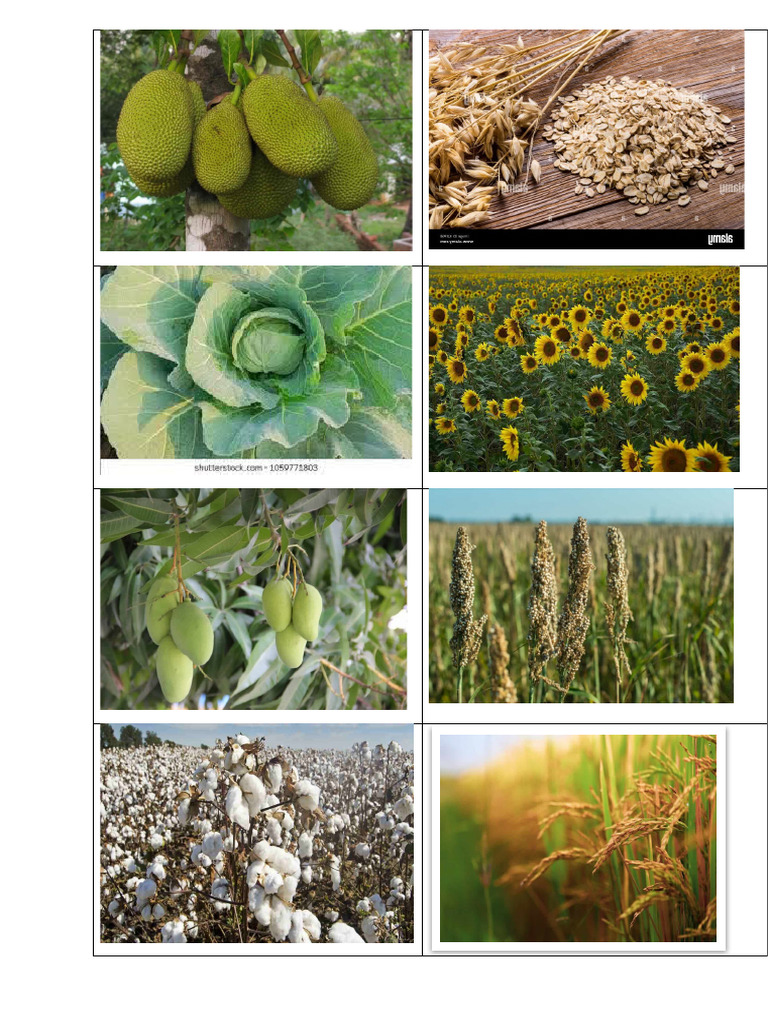 Aadhya Print Out | PDF