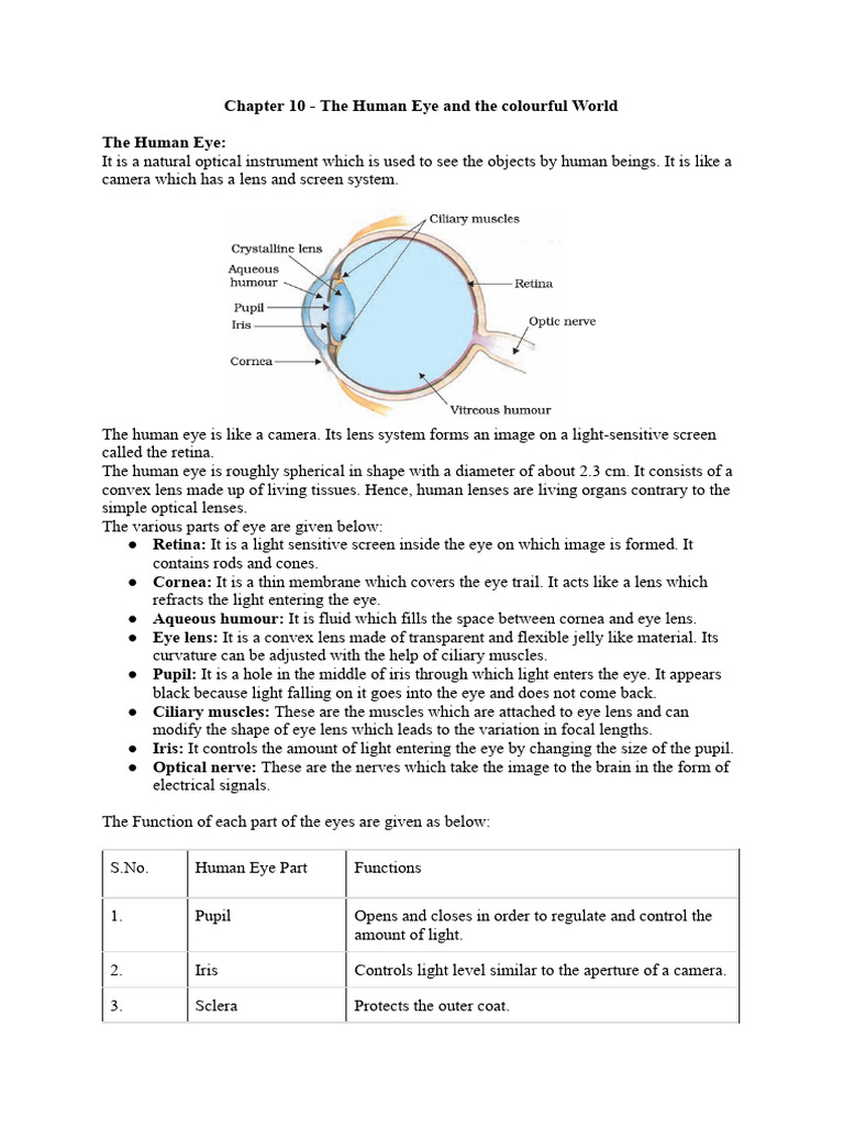 Human Eye: Structure and Function | PDF | Eye | Human Eye