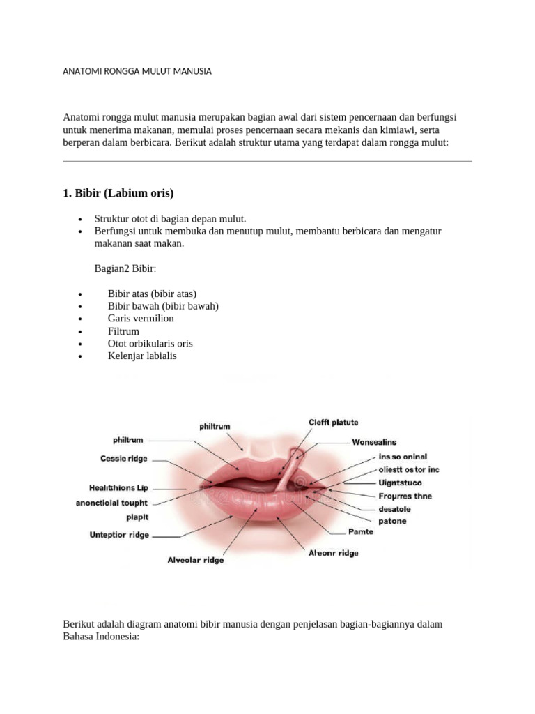 Anatomi Rongga Mulut Manusia | PDF