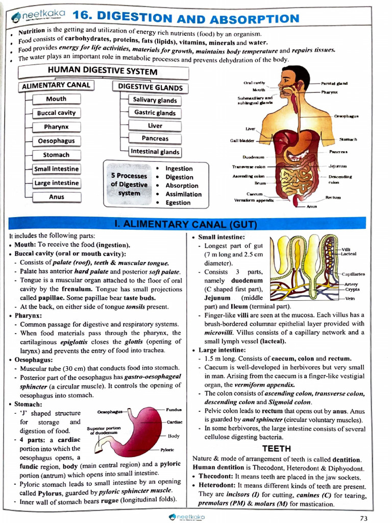 Human Physiology(1) | PDF | Digestion | Respiratory System