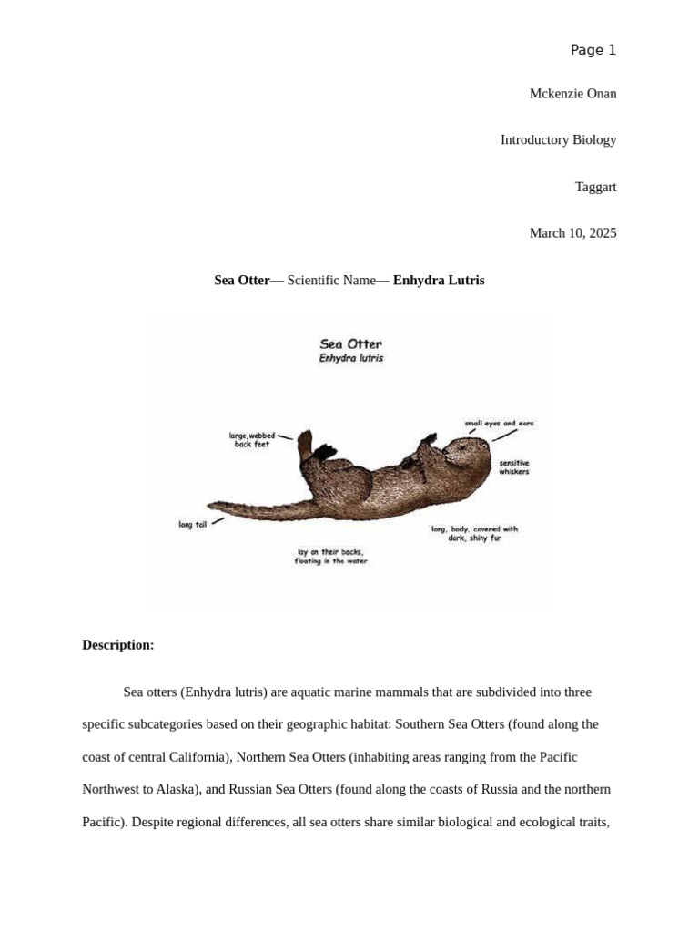 Sea Otter Biology and Biome | PDF | Zoology | Biology