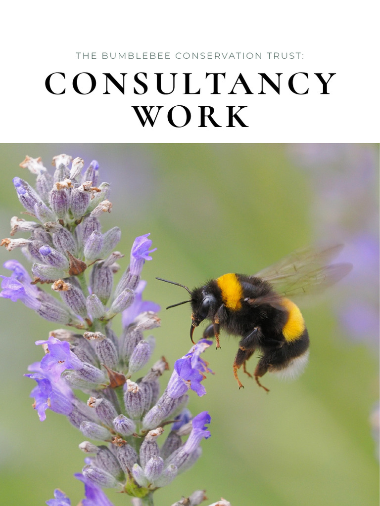 Bumblebee Conservation Consultancy Services | PDF | Environmental ...