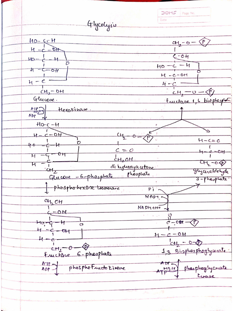 Biochemistry Cycles | PDF