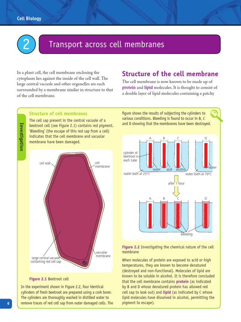 Cell Membrane Structure and Transport | PDF | Osmosis | Diffusion