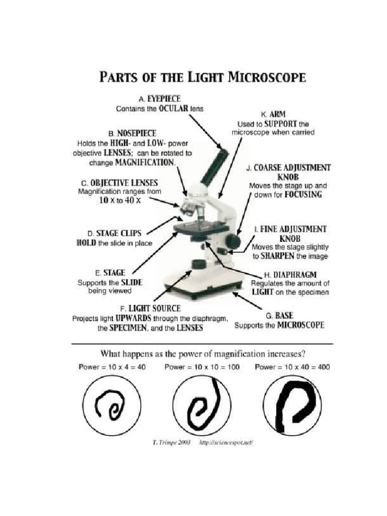 Light Microscope | PDF
