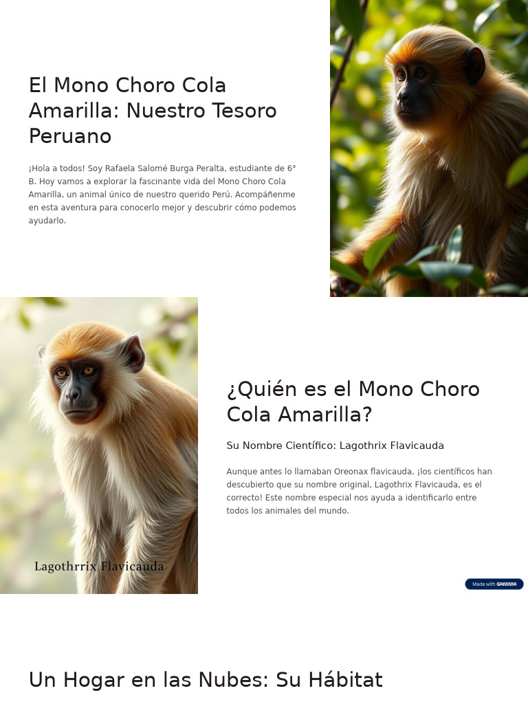 El Mono Choro Cola Amarilla Nuestro Tesoro Peruano | PDF