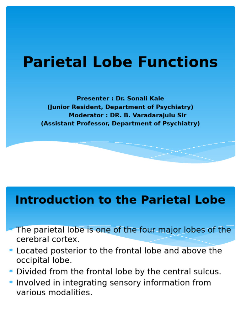 Parietal Lobe Functions | PDF | Parietal Lobe | Somatosensory System