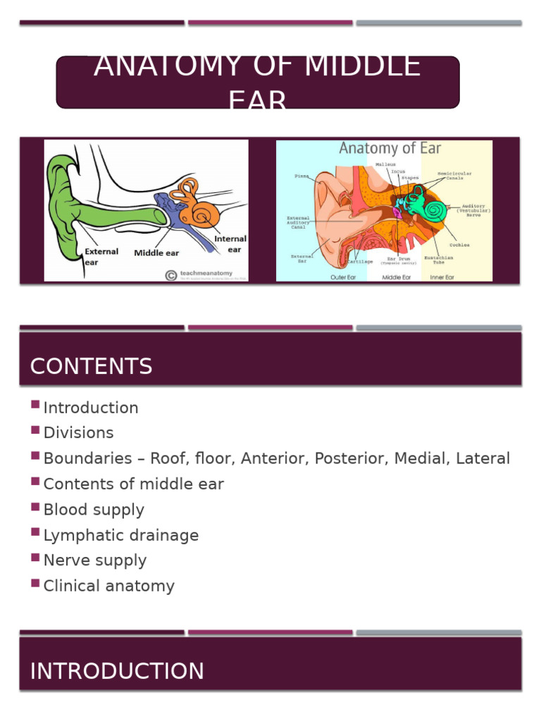 Anatomy of Middle Ear | PDF | Ear | Primate Anatomy