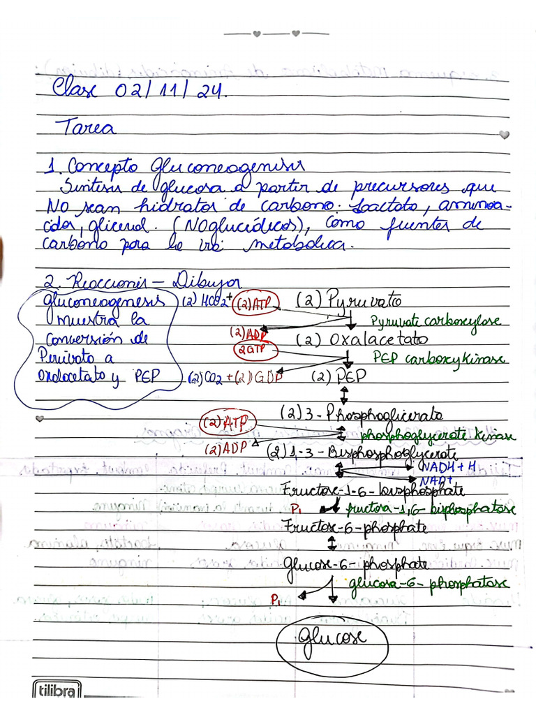 Bioquimica II.. | PDF