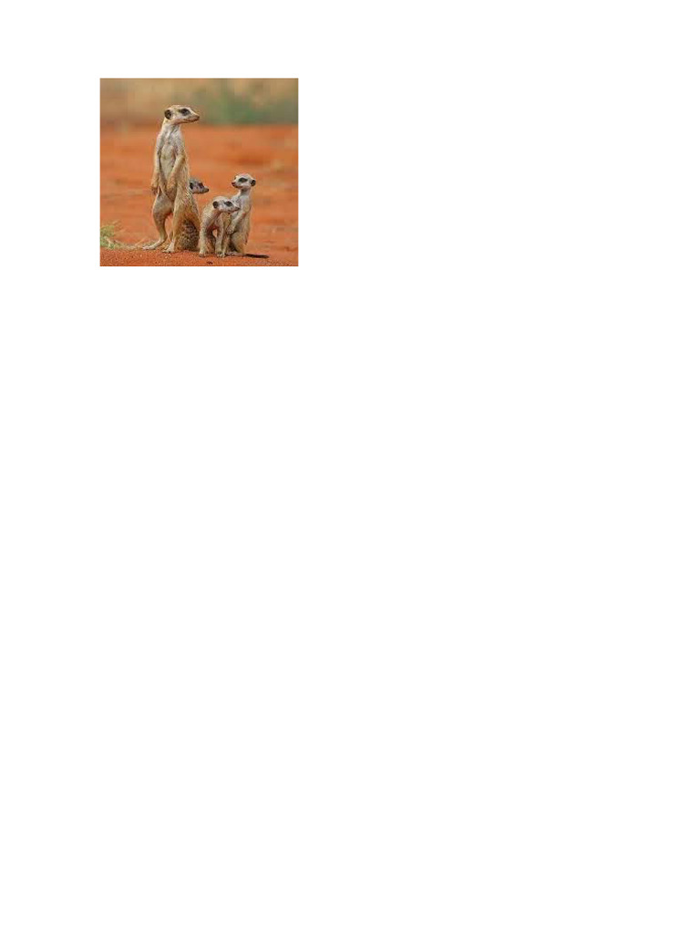 Suricata | PDF