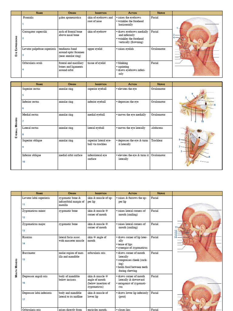 Muscles in Tabular Form | PDF | Neck | Human Head And Neck