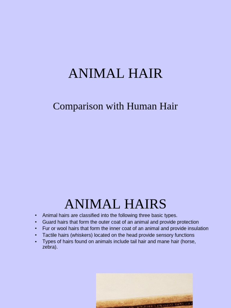 Animalv Human Comparison | PDF | Hair | Fur