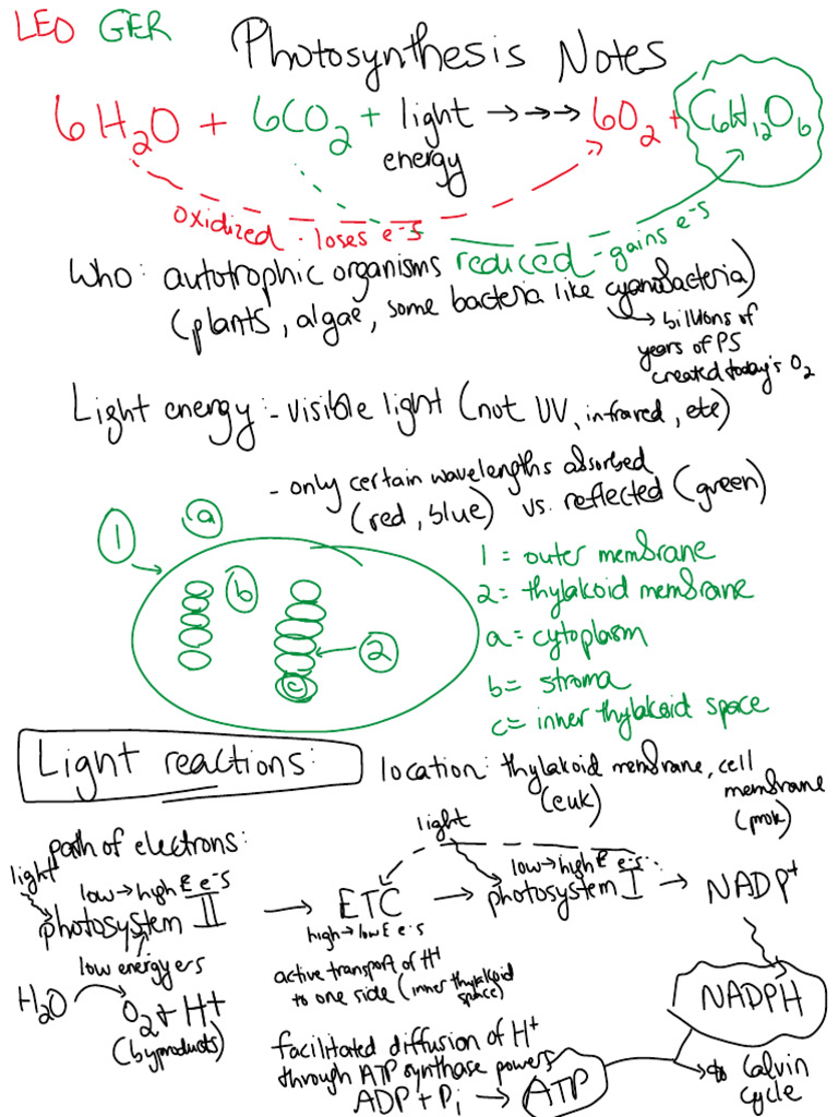 Photosynthesis Notes | PDF