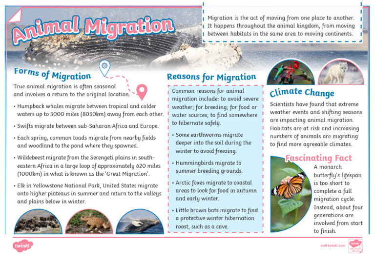 T TP 1714467838 Ks2 Animal Migration Fact File Ver 1 | PDF | Earth ...