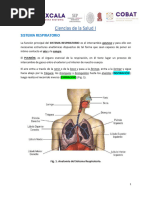 Anatomia de Via Aerea Inferior | PDF | Pulmón | Anatomía