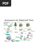 Gymnosperm Reproductive Structures | PDF | Seed | Biological Interactions
