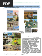 ? Guía de Fauna Del Sur de Chile | PDF | Zoología