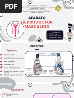 Capas del escroto y su anatomía | PDF