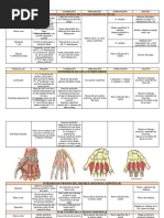 Músculos de La Mano: Eminencia Tenar Eminencia Hipotenar Parte Media ...