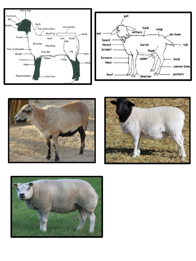 Sheep and Goats | PDF