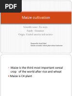 Crop Growth Chart - Maize: Stage VE V2 V5 V8 V12 V16 R1 R5 | PDF