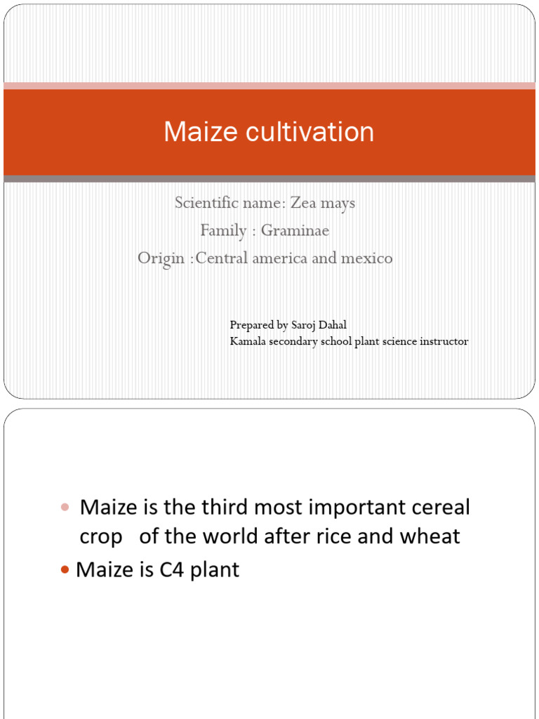 Maize Cultivation | PDF | Sowing | Maize