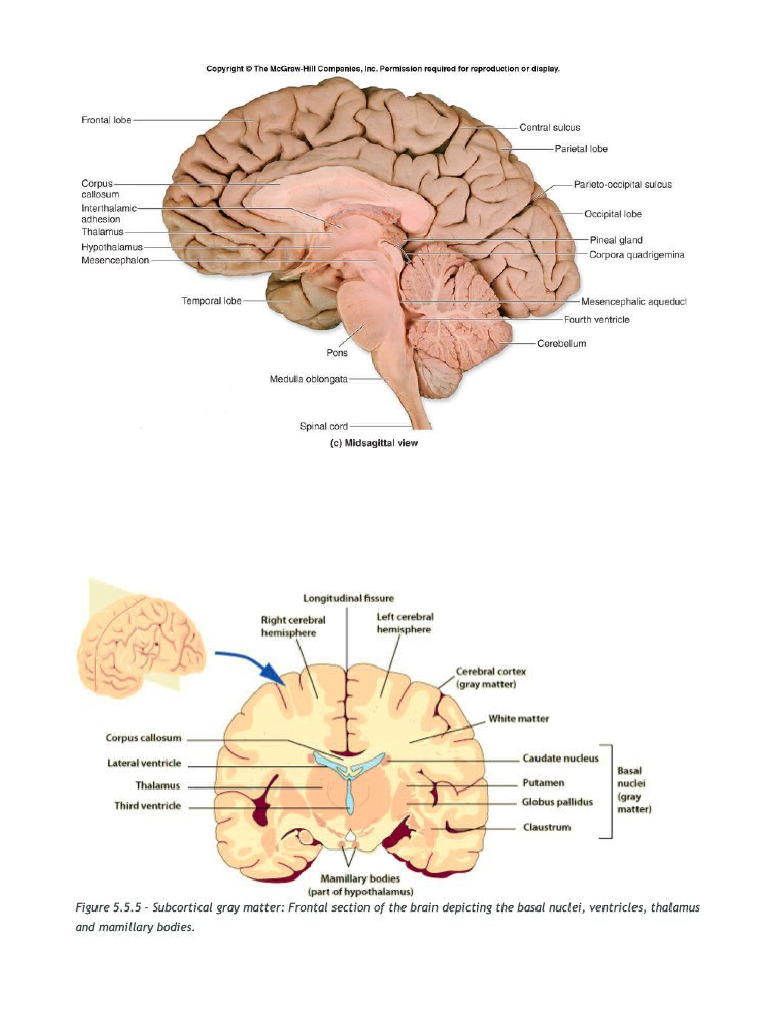 Body Systems Flashcards | PDF