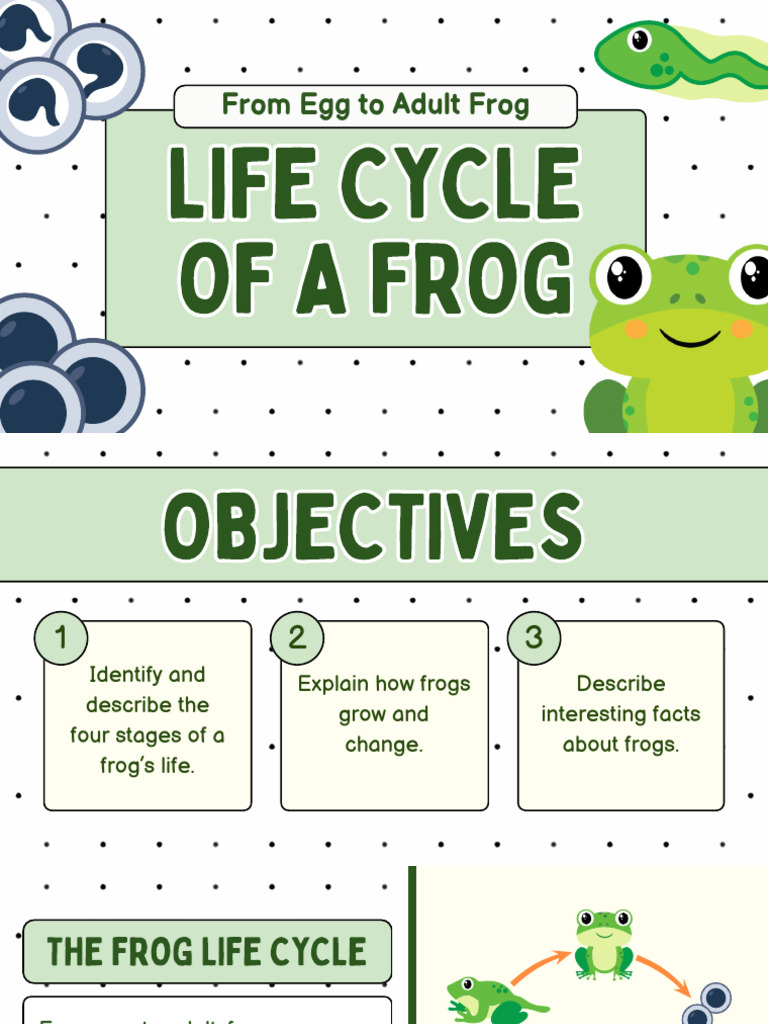 Life Cycle of A Frog Presentation in Green and White Illustrative Style ...
