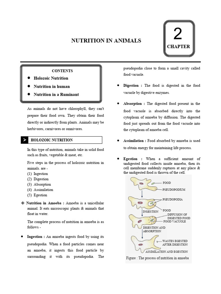 Chapter 2 Nutrition in Animals | PDF | Digestion | Stomach