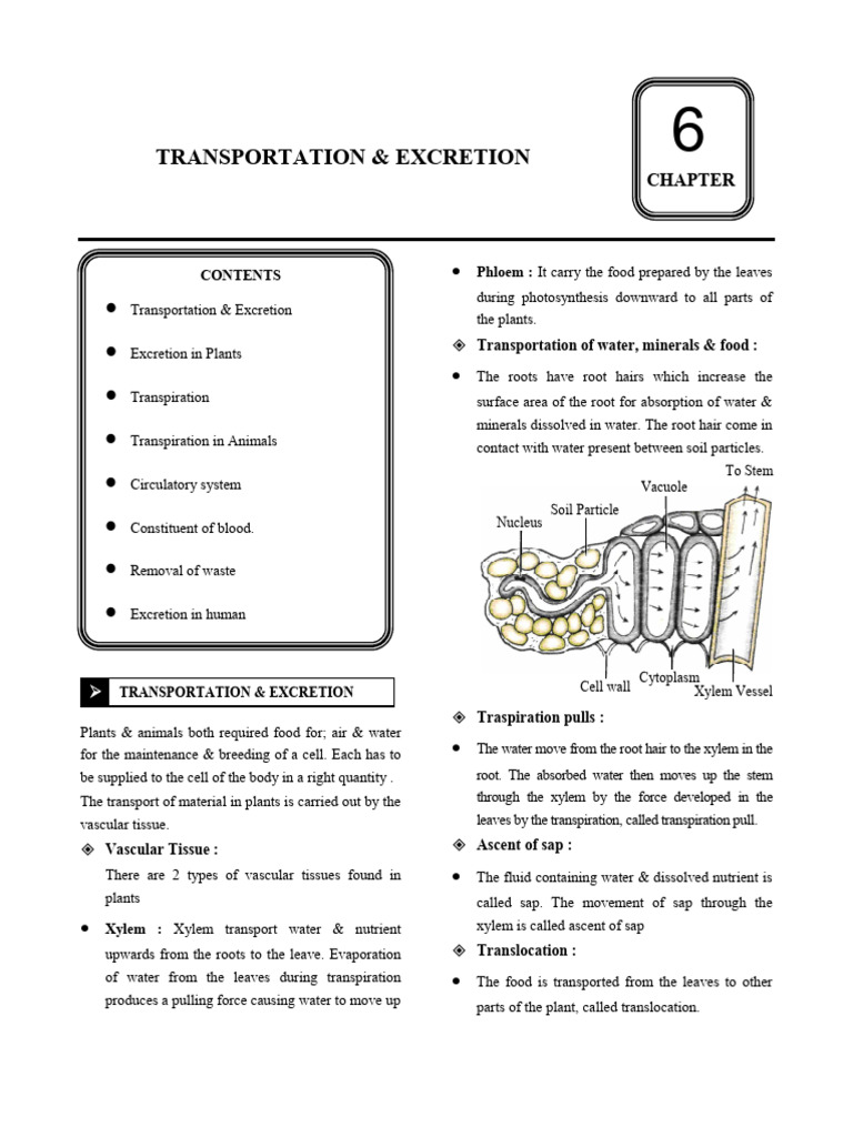 Chapter 6 Transportation & Excretion | PDF | Vein | Circulatory System