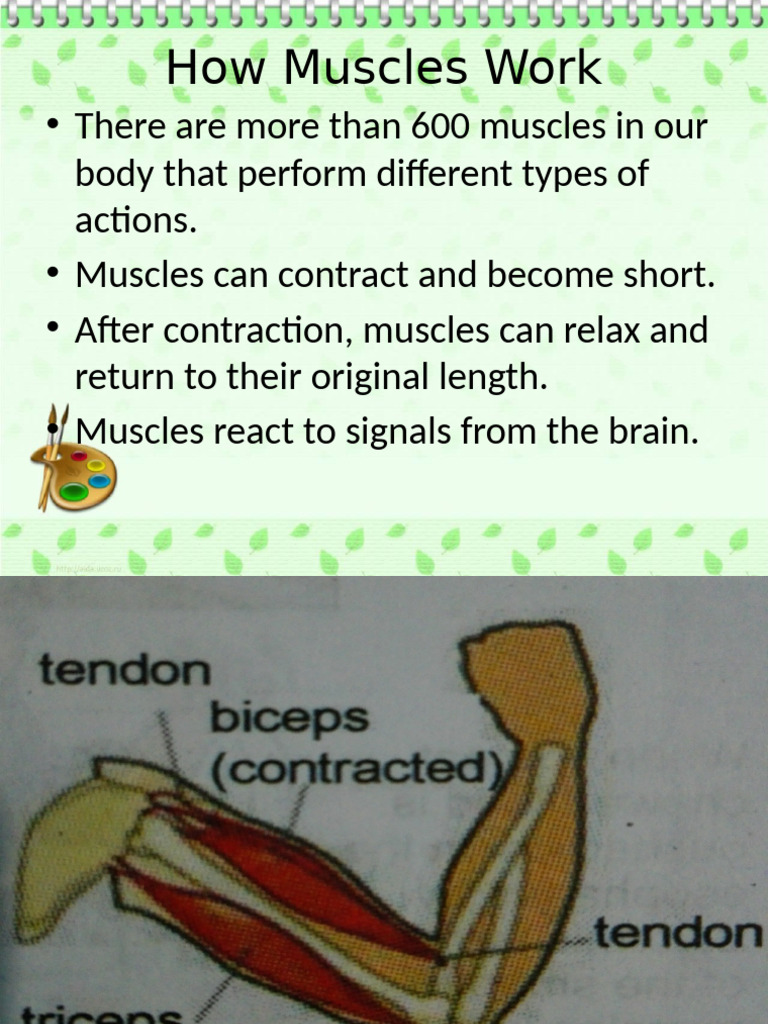 Three Types of Muscles | PDF