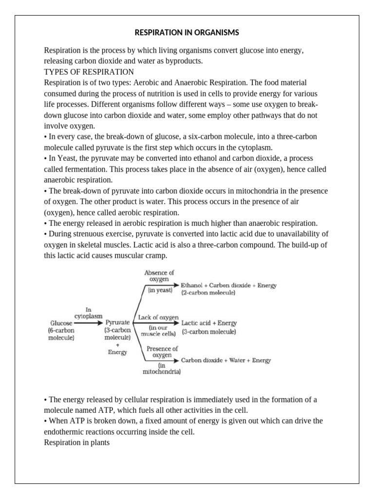 Types and Processes of Respiration | PDF | Cellular Respiration | Lung