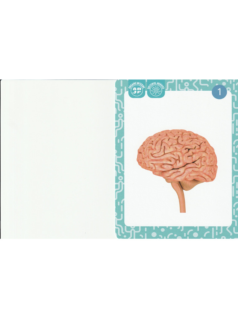 Cartonase Corpul Uman | PDF