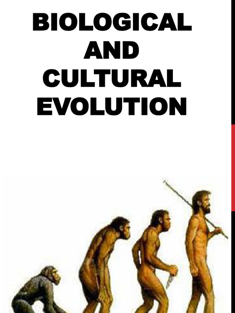 Hominid Evolution and Cultural Development | PDF | Homo | Hominidae