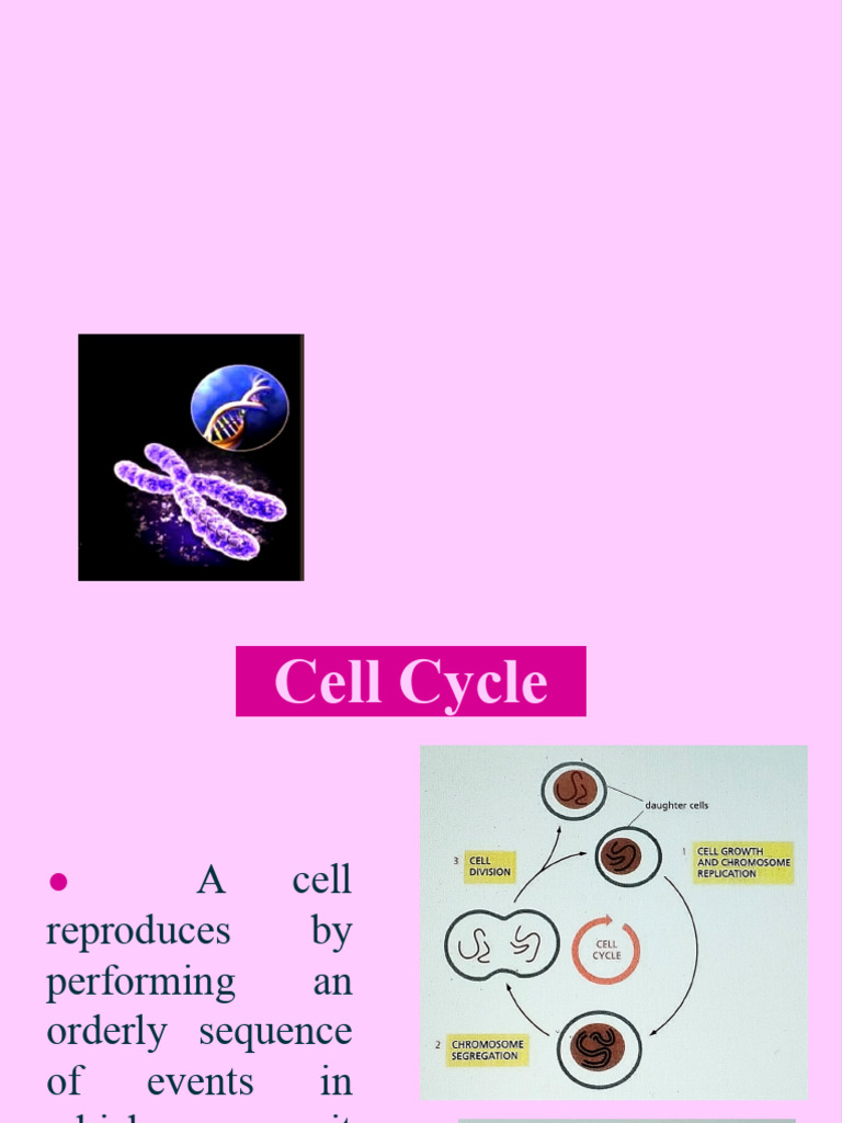 Cell Cycle, Regulation & Cancer - PATHOLOGY | PDF | Cell Cycle | Oncogene