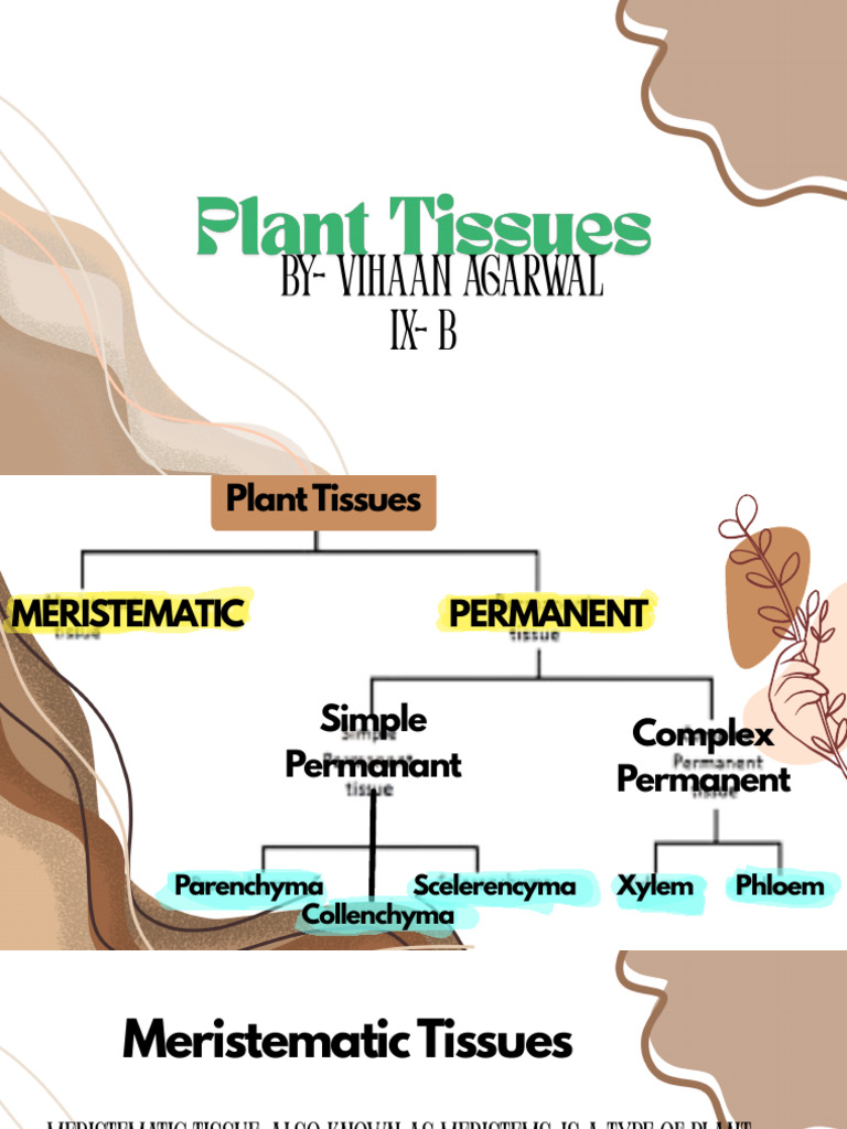 Plant Tissue Types and Diagrams | PDF