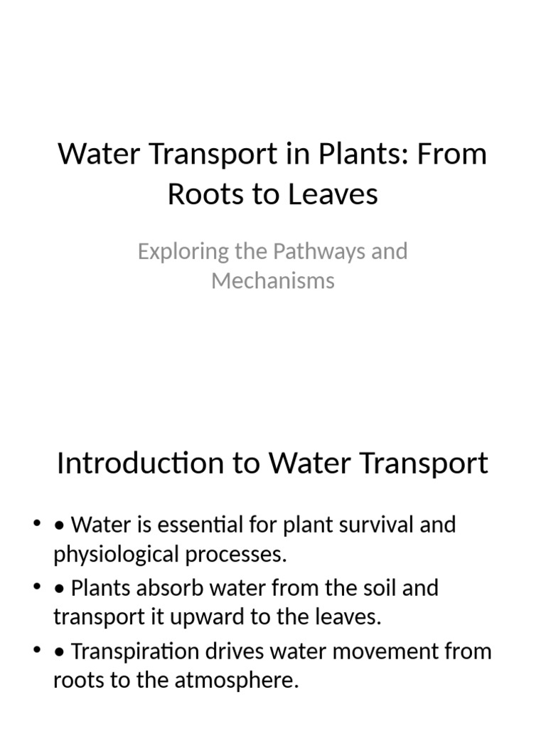 Water Transport Mechanisms in Plants | PDF