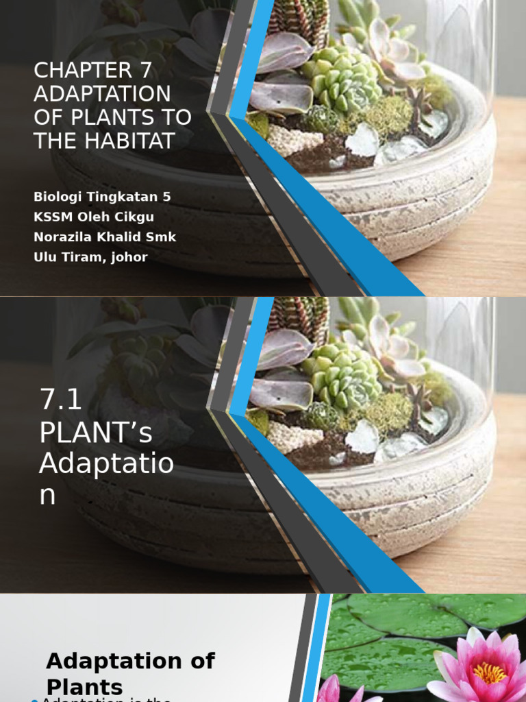 BIO F5 KSSM CH 7 Plant AdaptationToEnvironment | PDF | Leaf | Mangrove