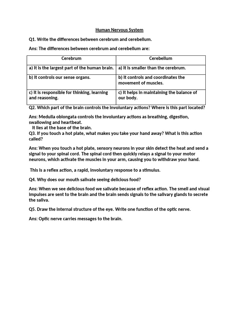 Grade 5 CH 4 Human Nervous System (2025-26) | PDF