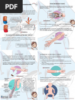 Musculos de La Nuca | PDF | Anatomía humana | Sistema musculoesquelético