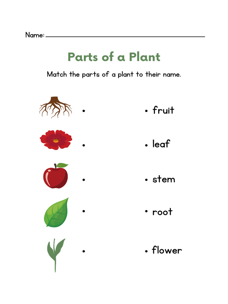 Colorful Illustrative Parts of A Plant Science Worksheet | PDF