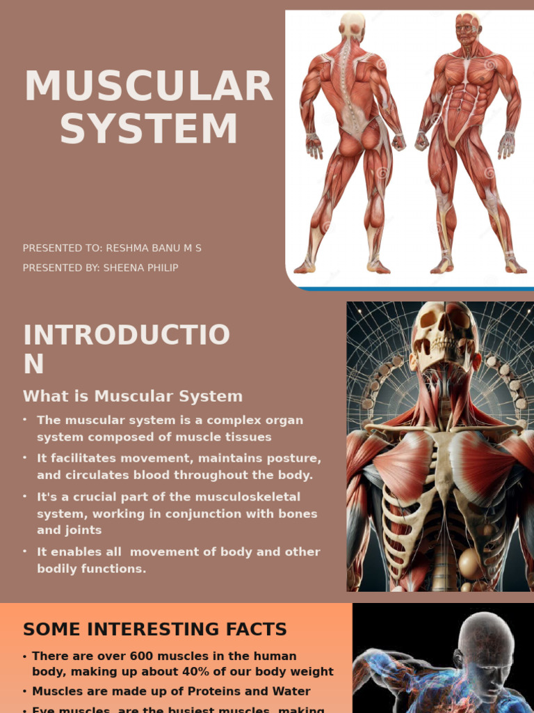 Overview of the Muscular System | PDF | Skeletal Muscle | Muscle