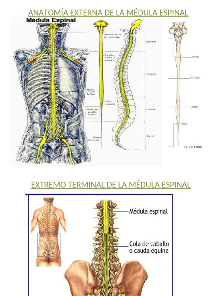 Anatomía de la Médula Espinal | PDF