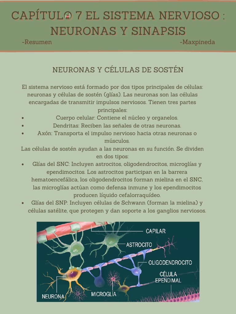 Capítulo 7 El Sistema Nervioso Neuronas y Sinapsis | PDF | Sinapsis ...