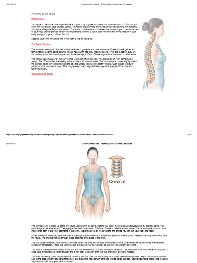 Anatomy of The Spine - Patients - DePuy Synthes Companies | PDF ...