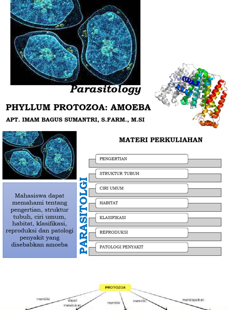 Struktur dan Reproduksi Amoeba | PDF